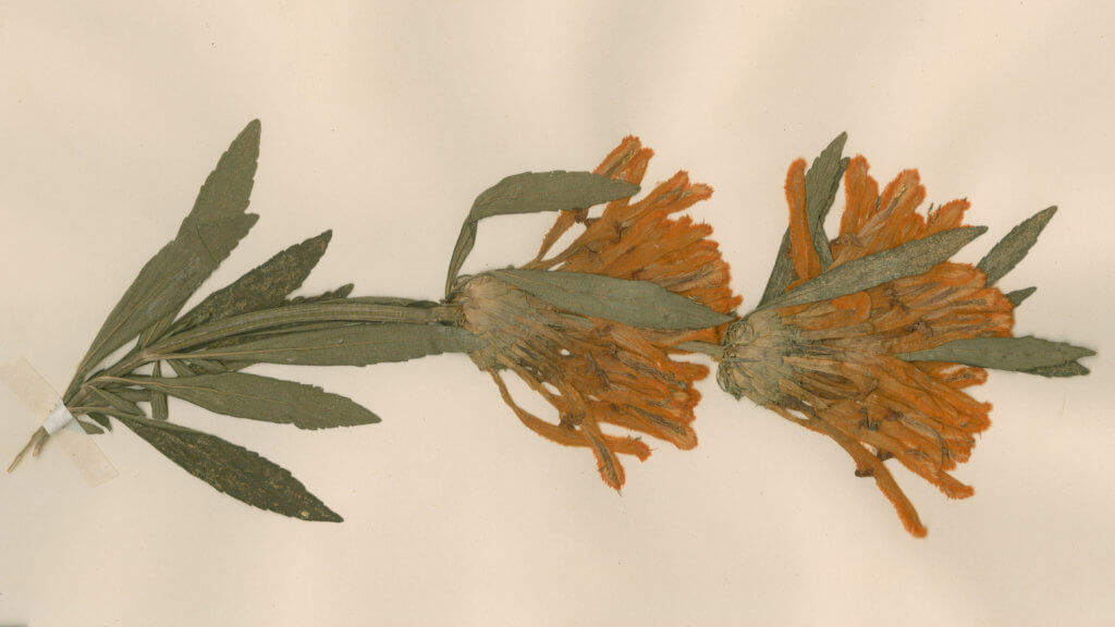 Leonotis leonurus | Backyard Botanics | A backyard botanic garden